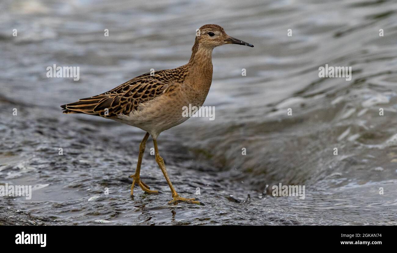 Juvenile Ruff (Philomachus pugnax), Farmoor Reservoir, Oxon, UK Stock ...