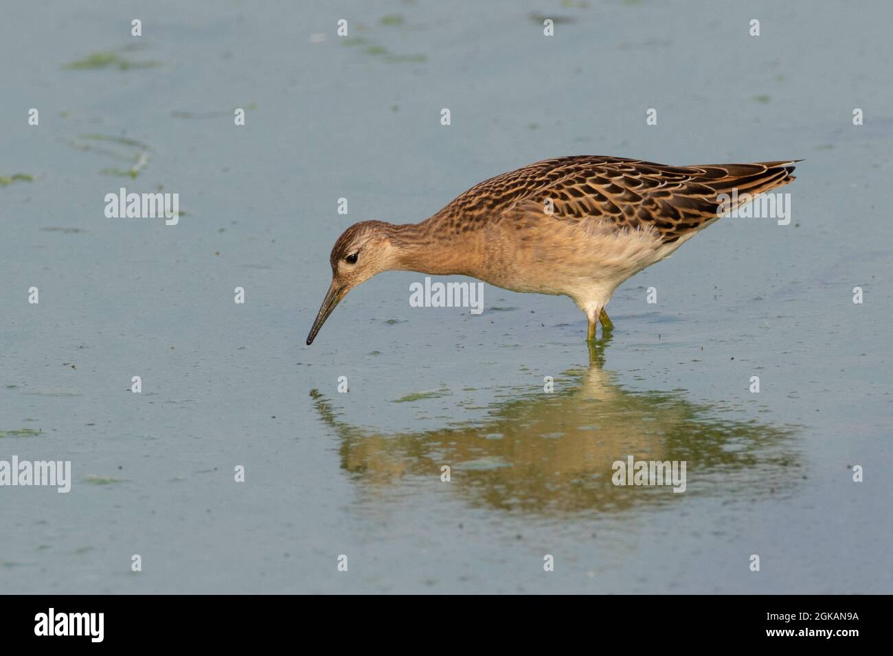 Juvenile ruff philomachus pugnax hi-res stock photography and images ...