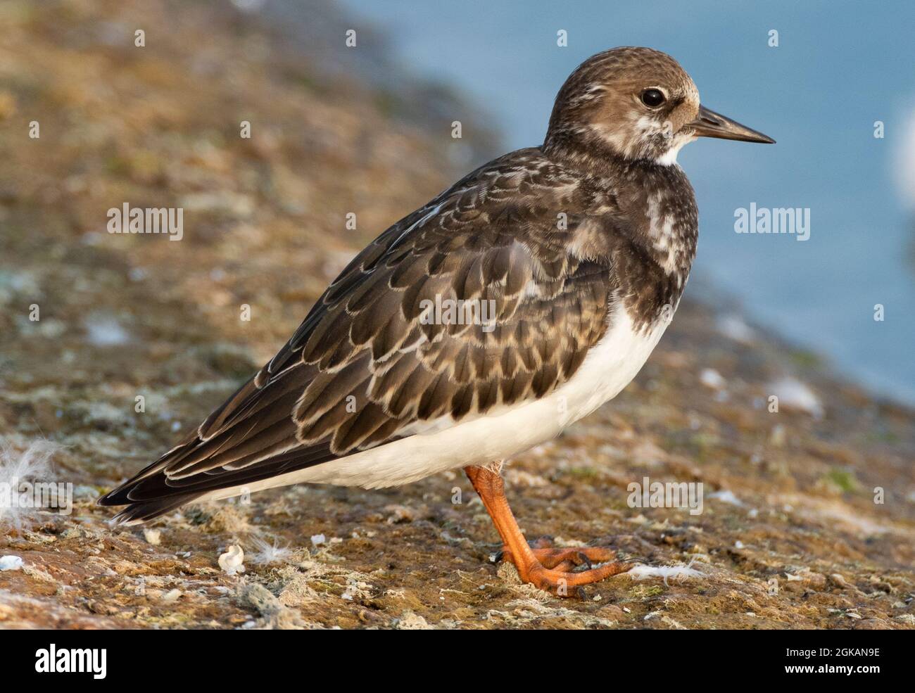 Juvenile Ruddy Turnstone (Arenaria interpres) Farmoor Reservoir, Oxon ...