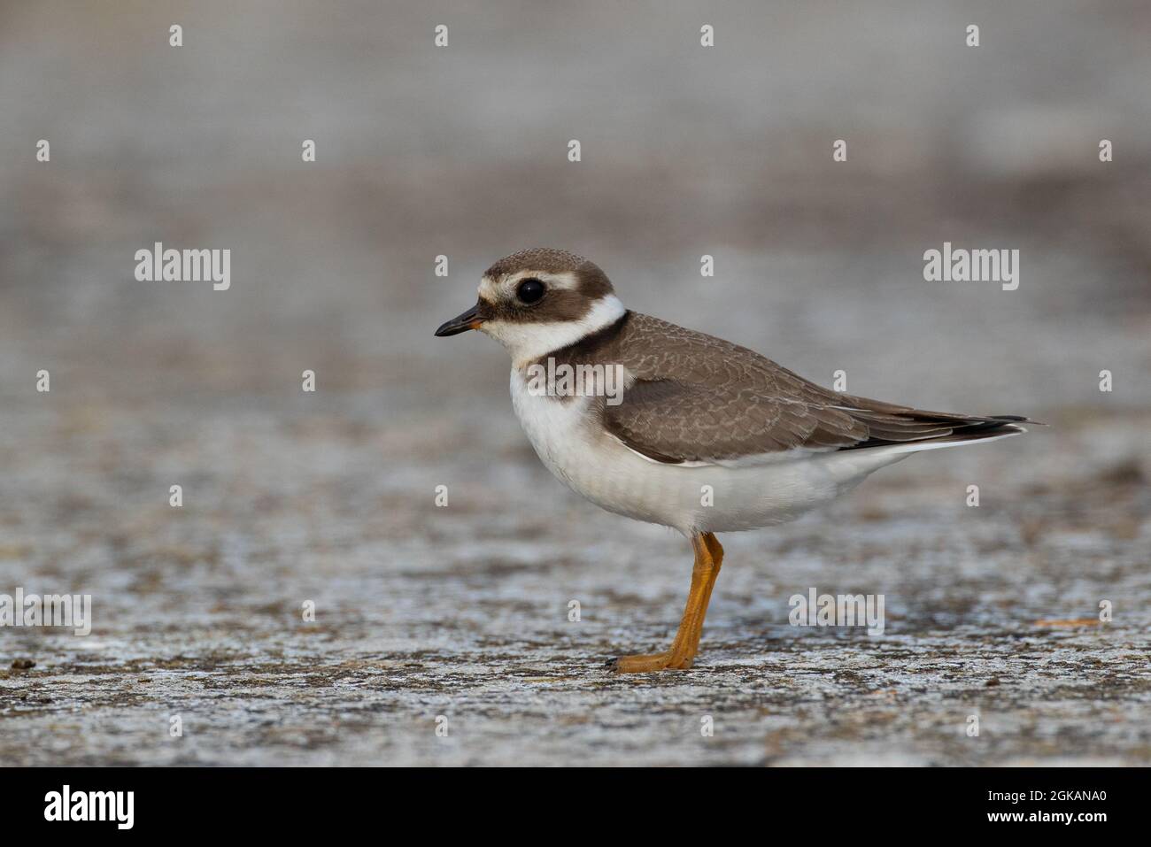 Common Ringed Plover (Charadrius hiaticula) juvenile, Farmoor Reservoir ...