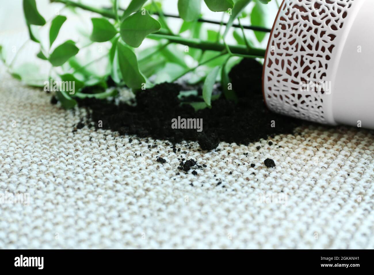 Overturned house plant on light carpet Stock Photo - Alamy