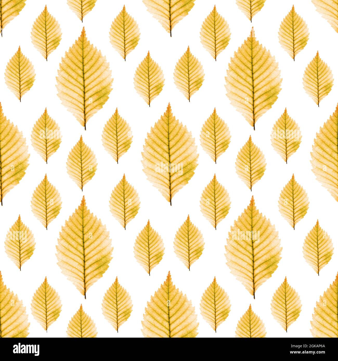 Yellow autumn leaves on a white background. Seamless pattern for ...