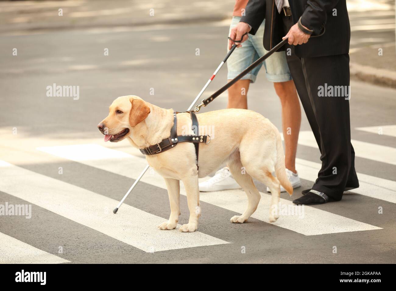 Blind guide dog crossing hi-res stock photography and images - Alamy