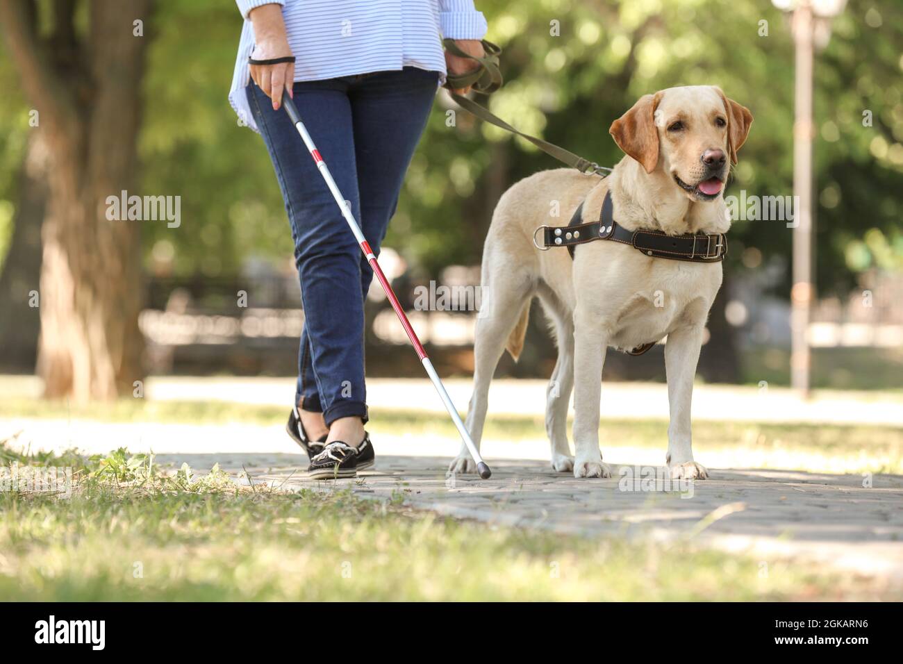 Guide dog helping blind woman in park Stock Photo - Alamy