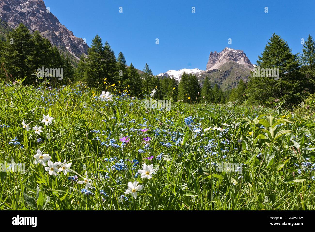 France.Hautes-Alpes, 05, Nevache, Etroite Valley and the Mont Thabor ...