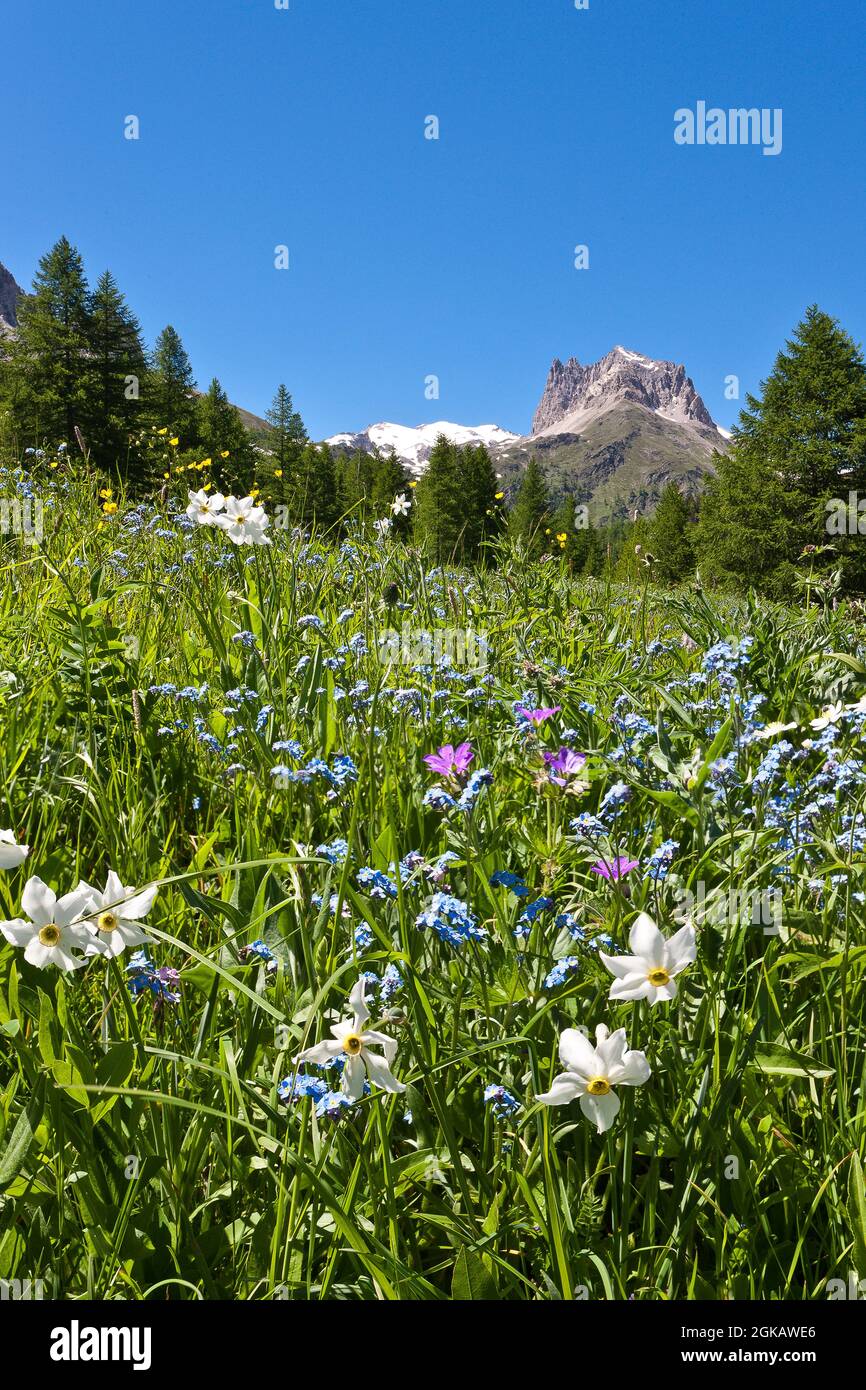 Hautes-Alpes, 05, Névache, Etroite Valley and the Mont Thabor, The ...