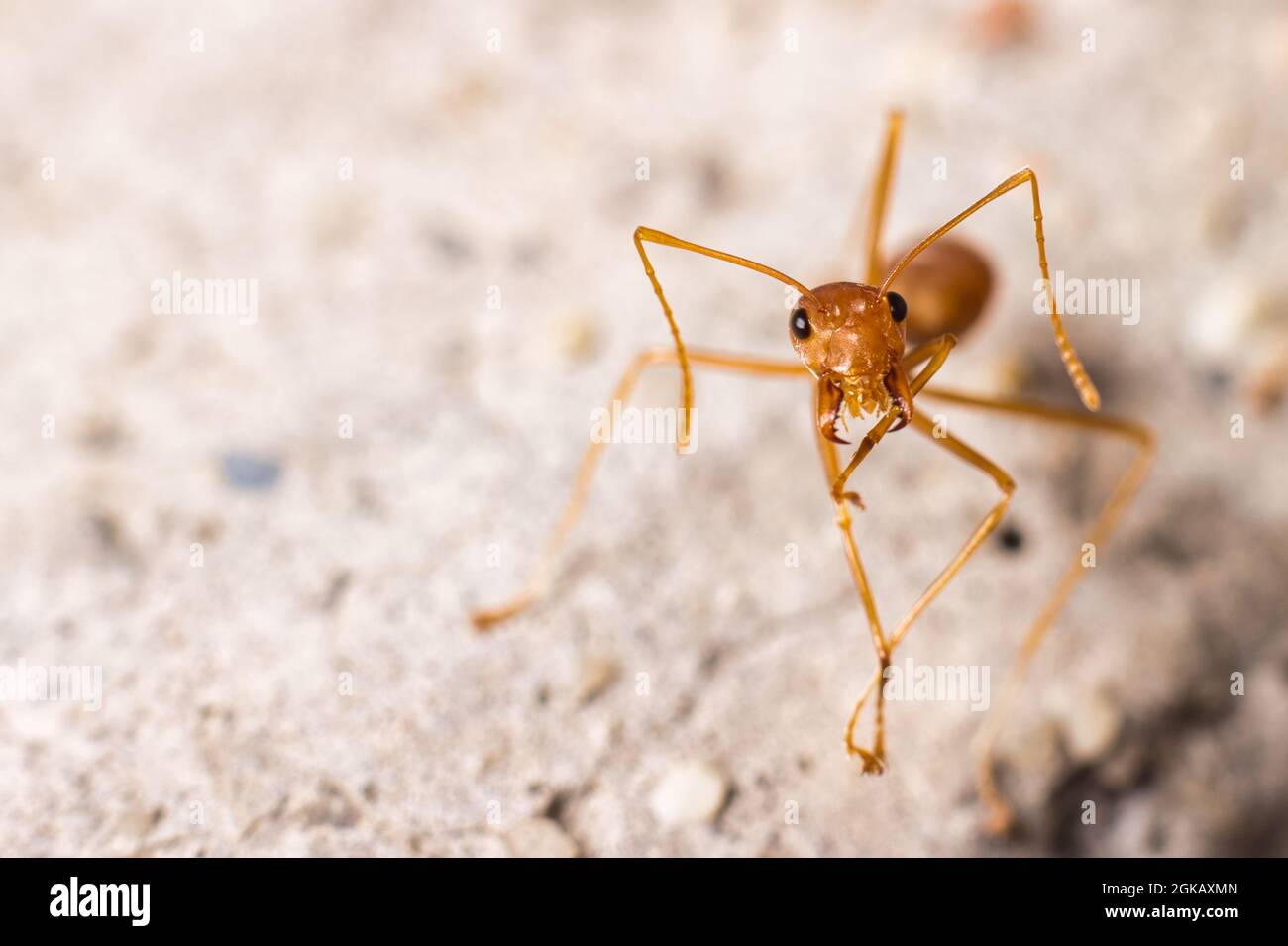 Ant fear hi-res stock photography and images - Alamy
