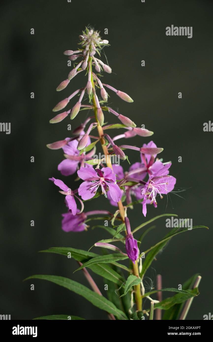 The spike-like inflorescence of the Rosebay Willowherb is a common ...