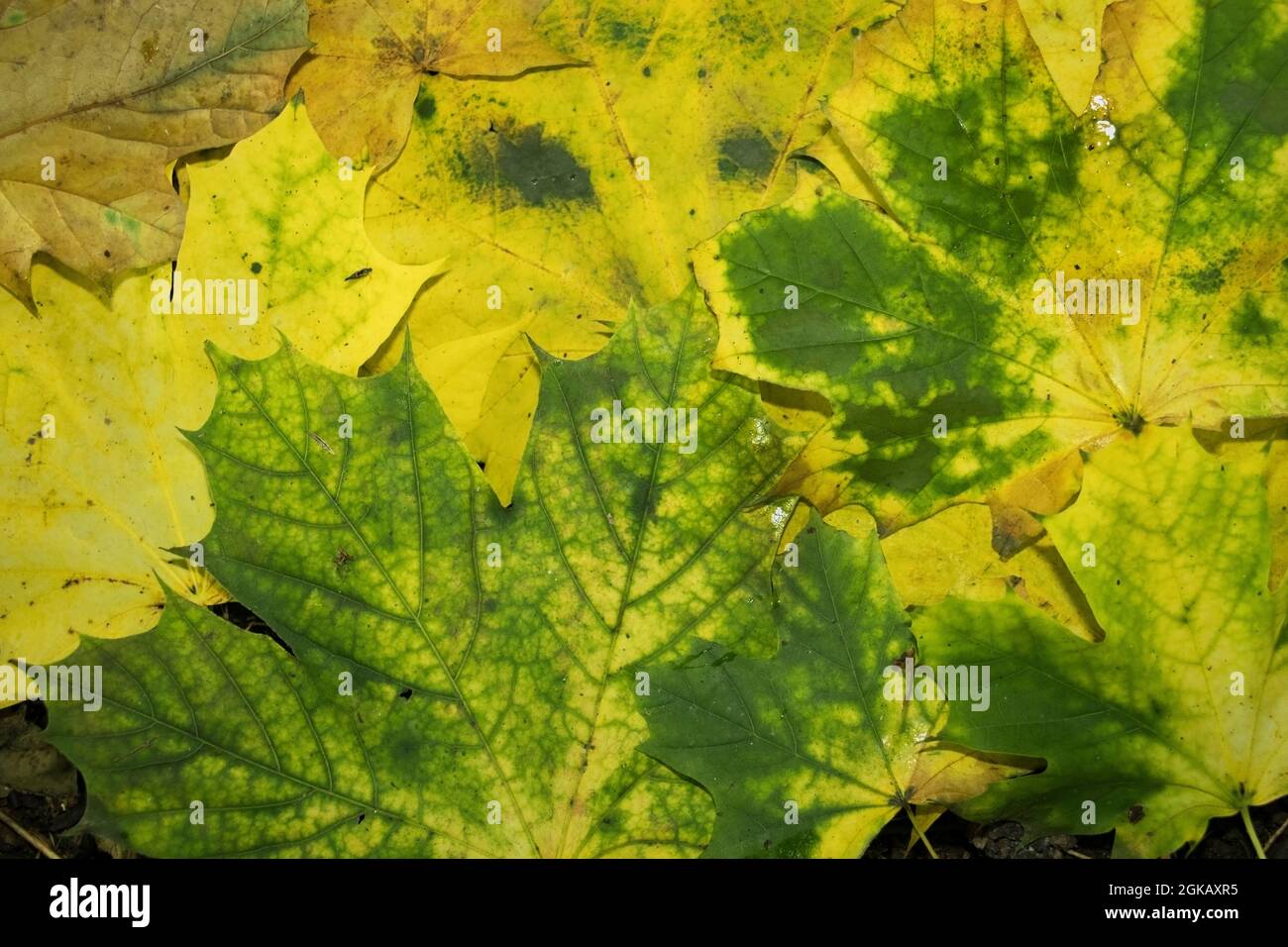 Regeneration of tissues hi-res stock photography and images - Alamy