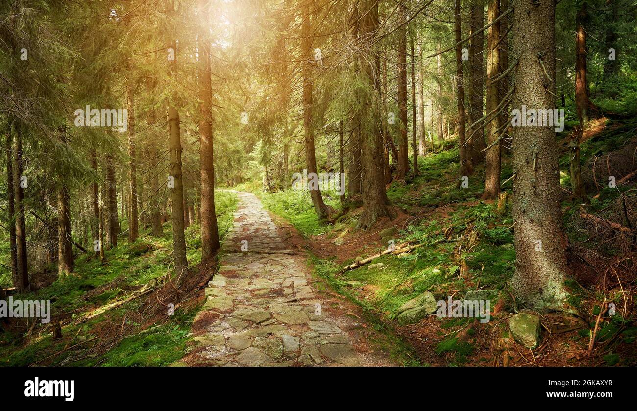 Forest stone path trail in Giant Mountains, Czech Republic Stock Photo ...