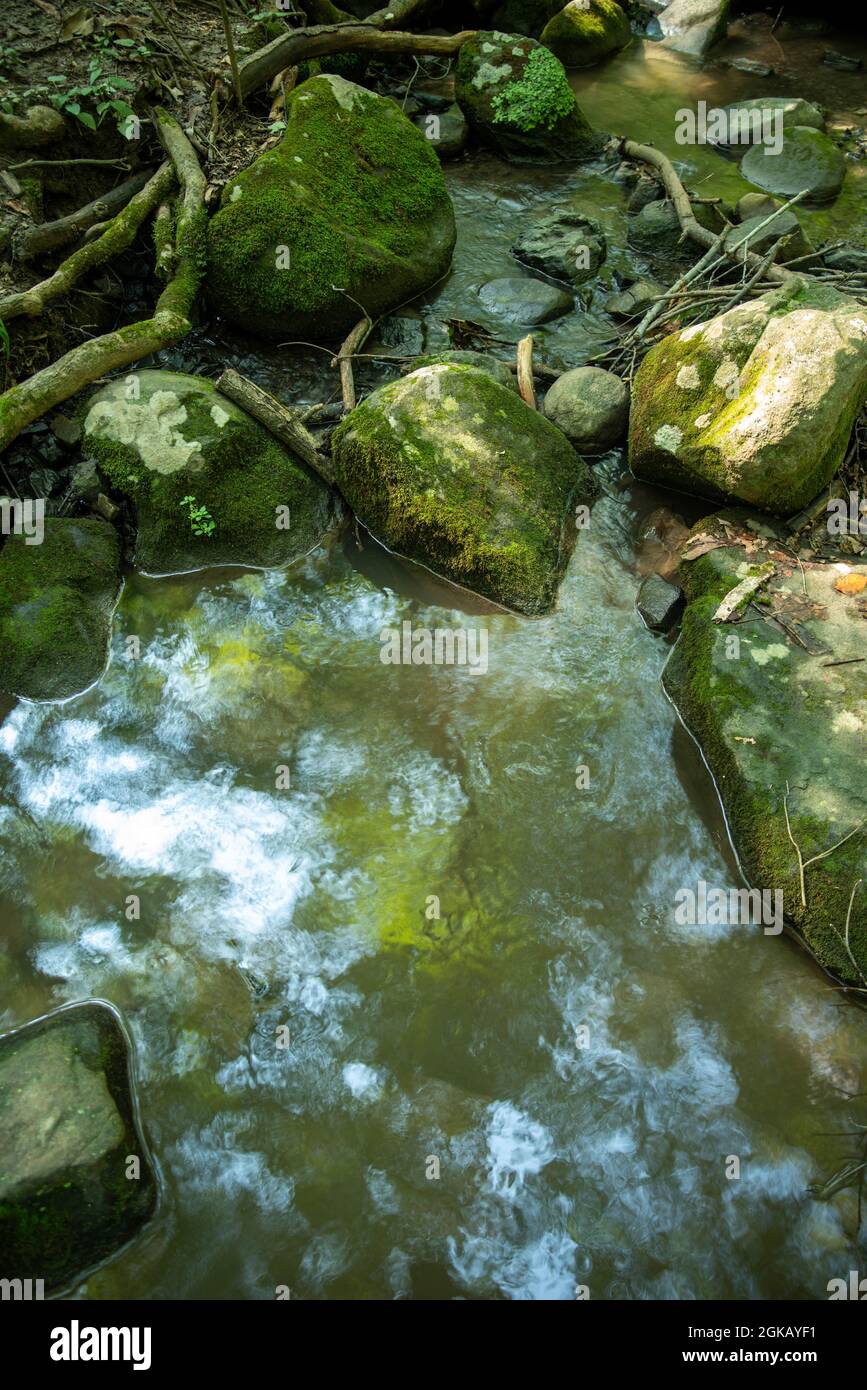Flowing branches hi-res stock photography and images - Alamy