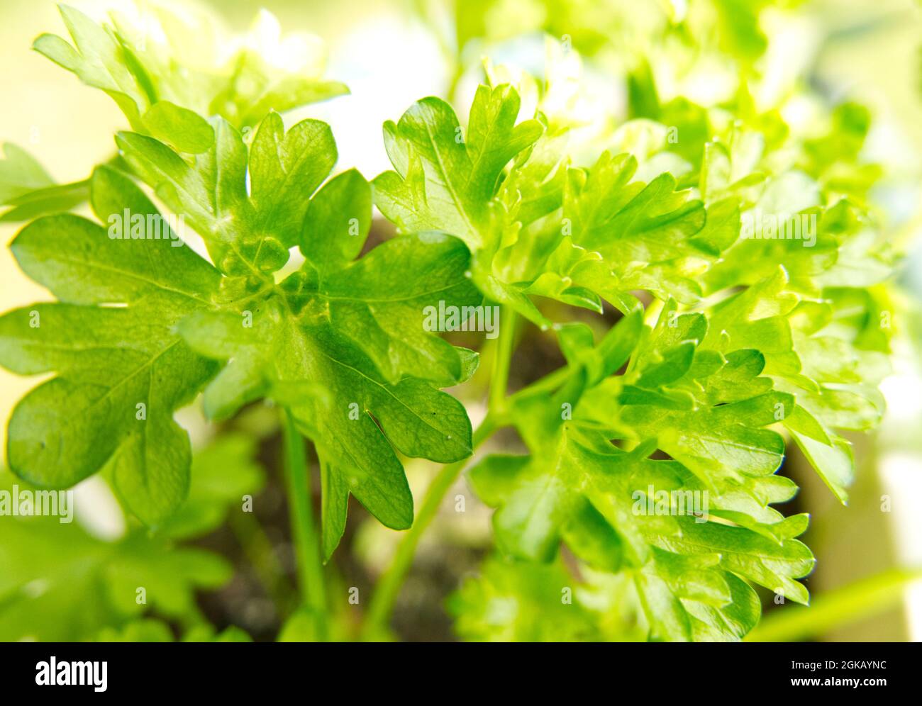 Close-up of fresh green parsley growing in a garden Stock Photo - Alamy