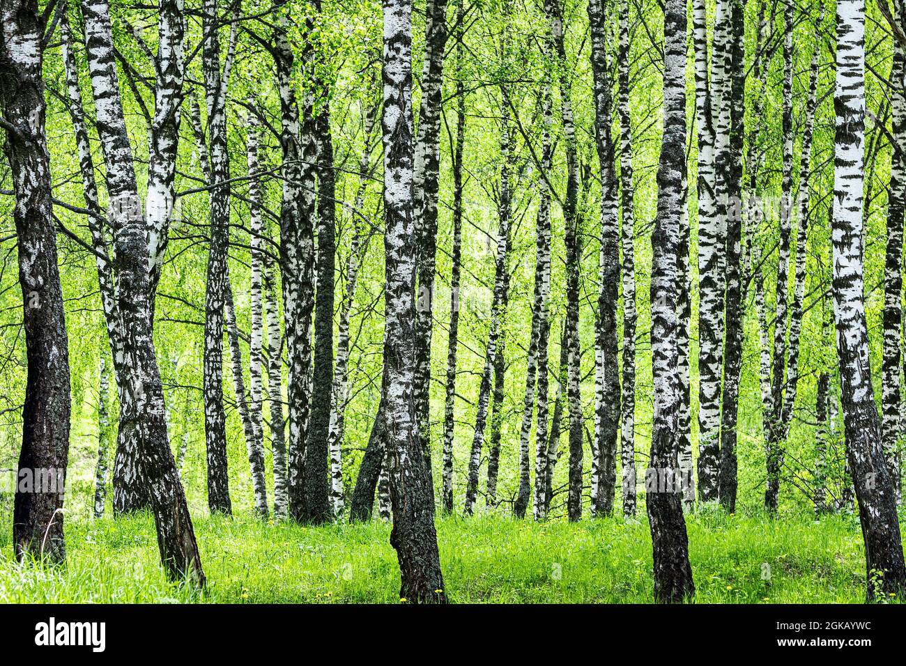 Spring birch forest with young green leaves glowing in the sun Stock ...