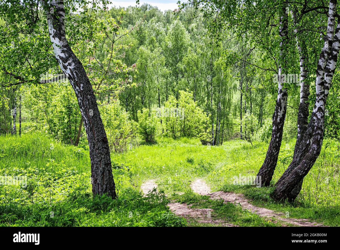 Spring birch forest with young green leaves glowing in the sun Stock Photo - Alamy