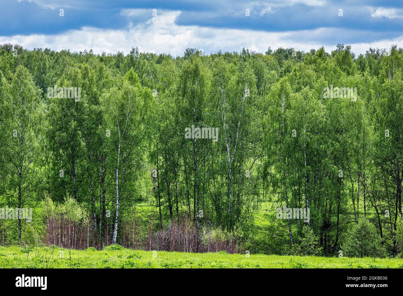 Spring birch forest with young green leaves glowing in the sun Stock Photo - Alamy