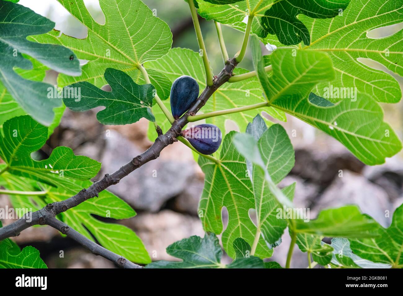 Common fig fruit tree growing in garden Stock Photo - Alamy