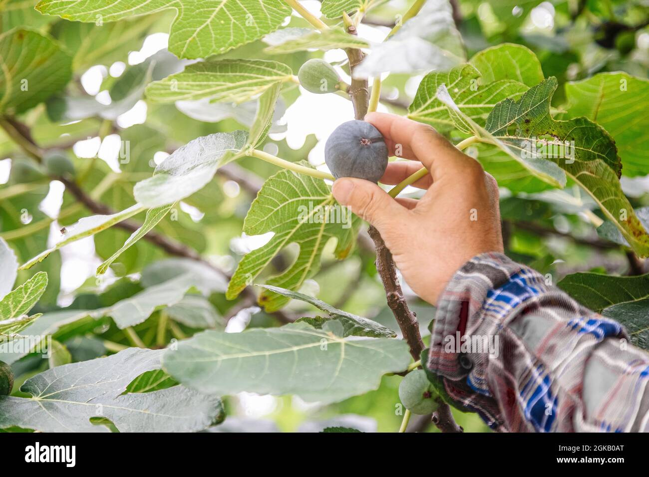 Fig picking hi-res stock photography and images - Alamy