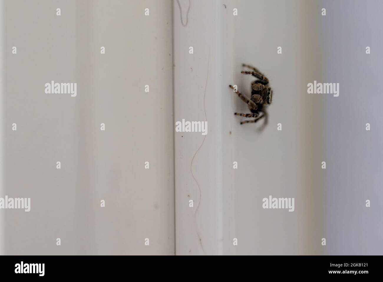 small black hunting spider outside on a white wall of house Stock Photo ...