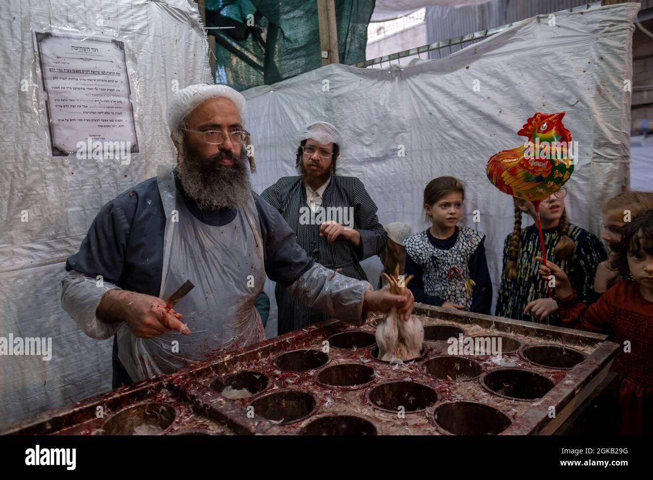 A Jewish Shochet (ritual slaughterer) slaughters chickens after they ...