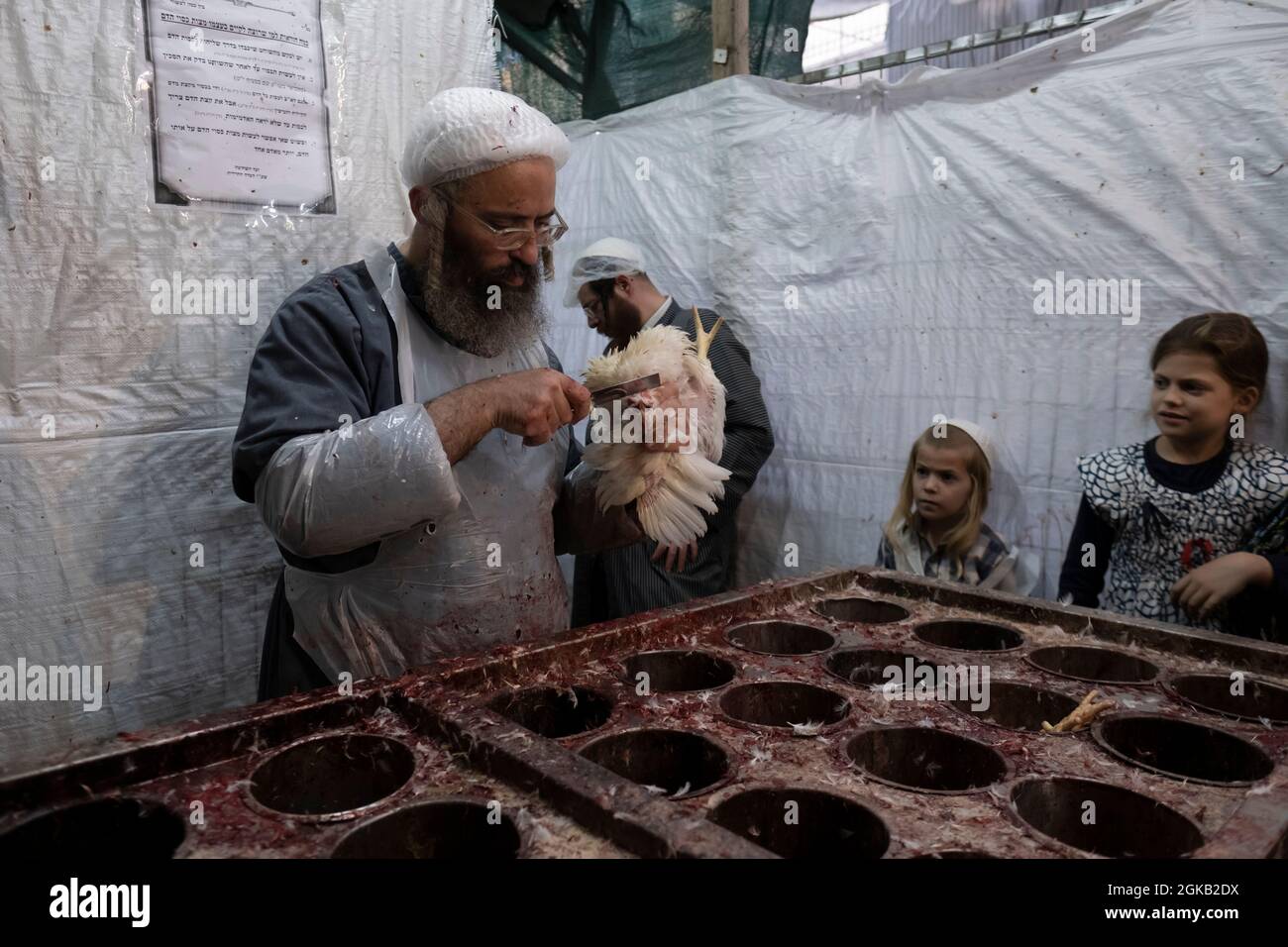 A Jewish Shochet (ritual slaughterer) slaughters chickens after they ...
