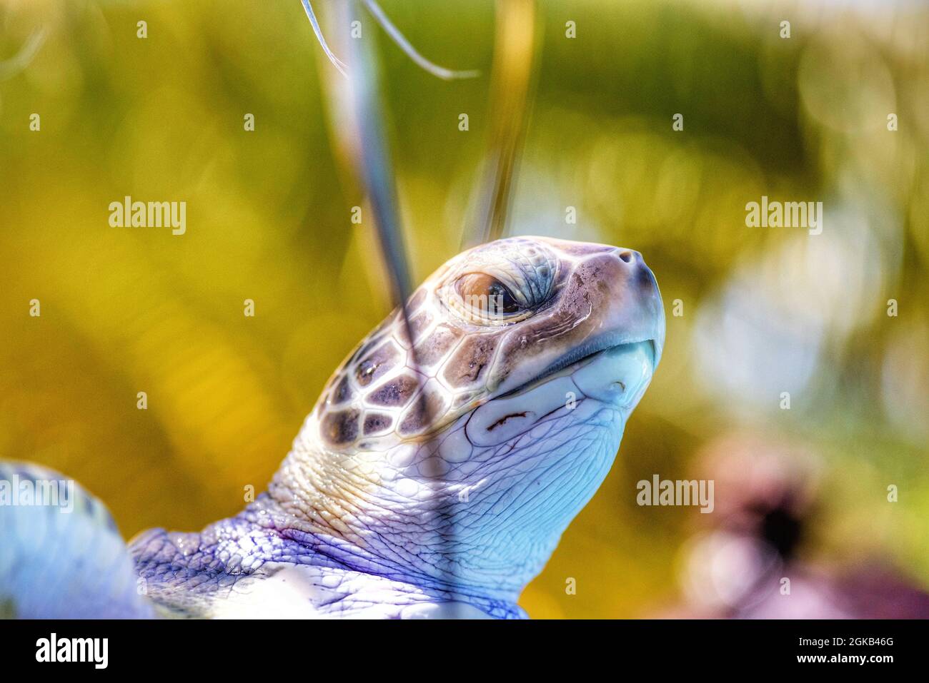Cuba turtle hi-res stock photography and images - Alamy