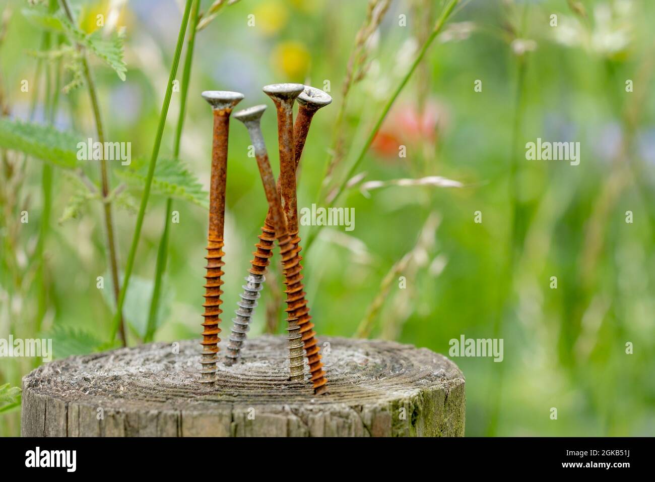 Long screws left in the top of a fence post around a wildflower meadow ...