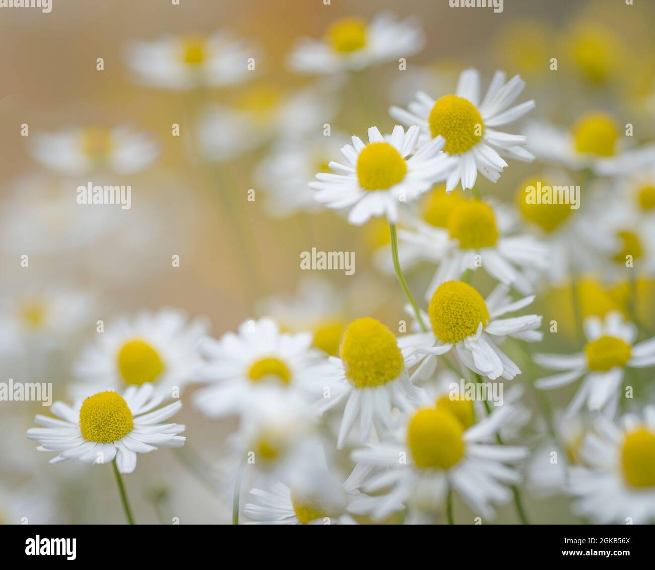 German chamomile art hi-res stock photography and images - Alamy