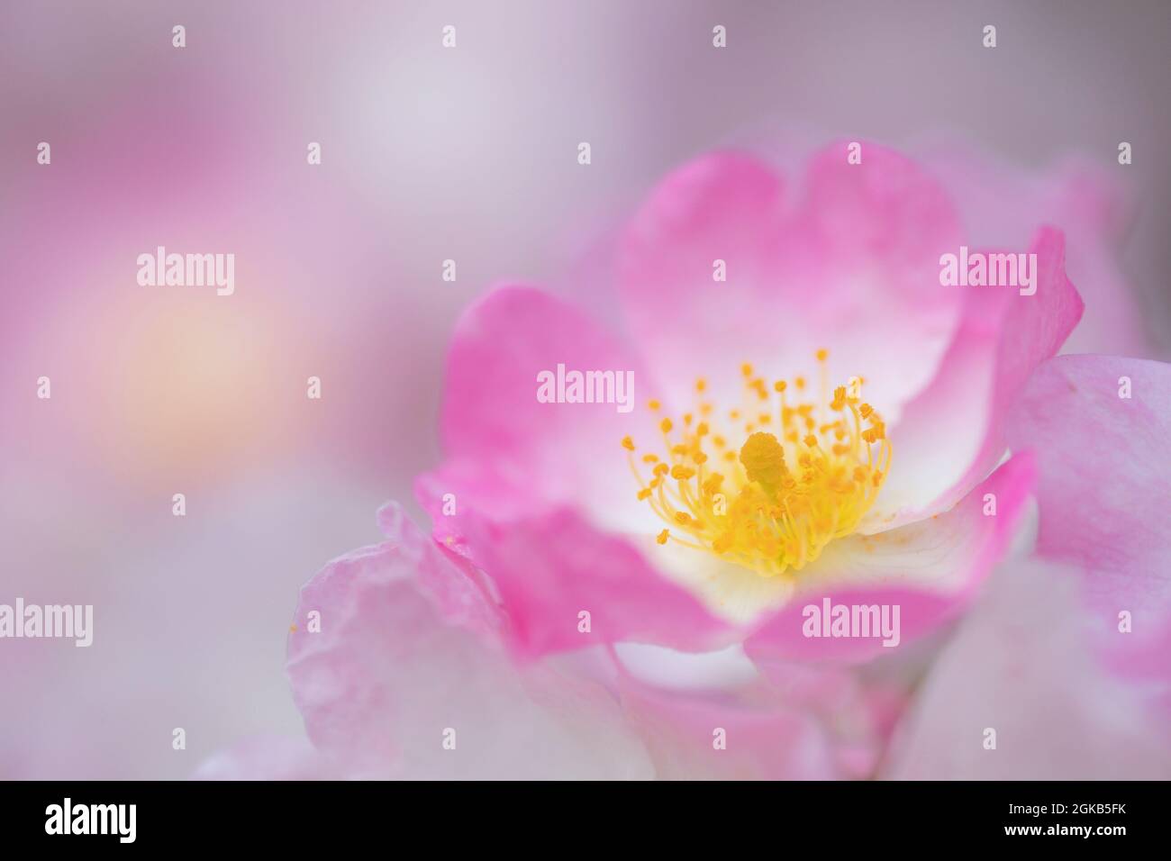 A Ballerina Rose flower Stock Photo - Alamy