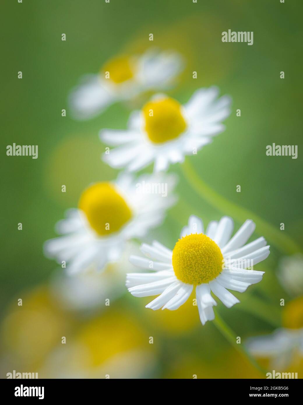 German chamomile art hi-res stock photography and images - Alamy