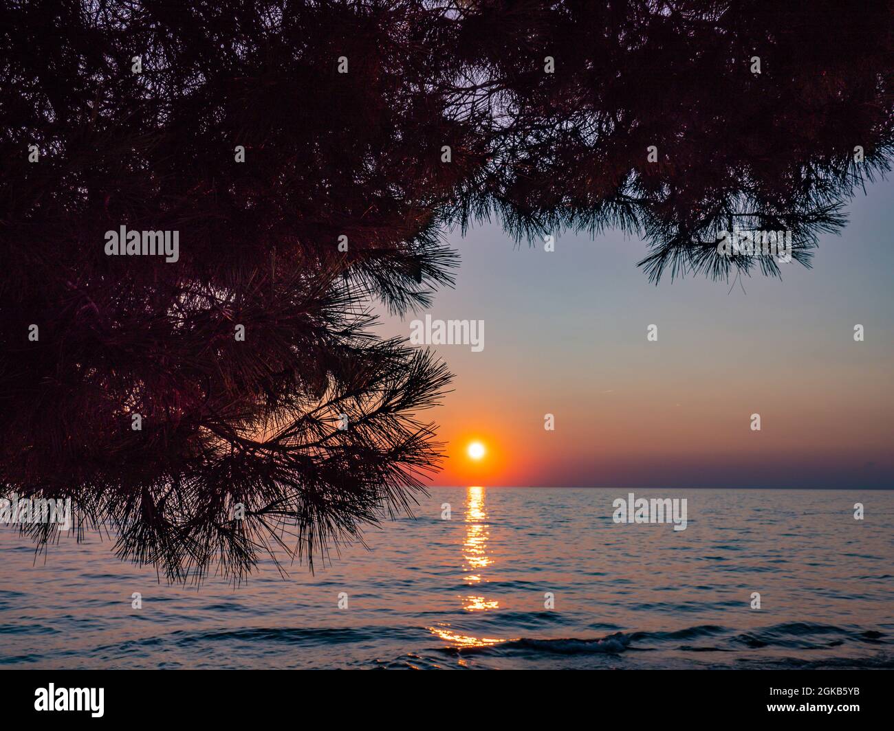 Pine tree in sunset hi-res stock photography and images - Alamy