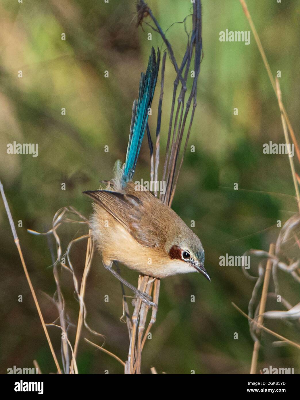 A Purple-crowned Fairywren (Malurus coronatus) is a threatened species ...