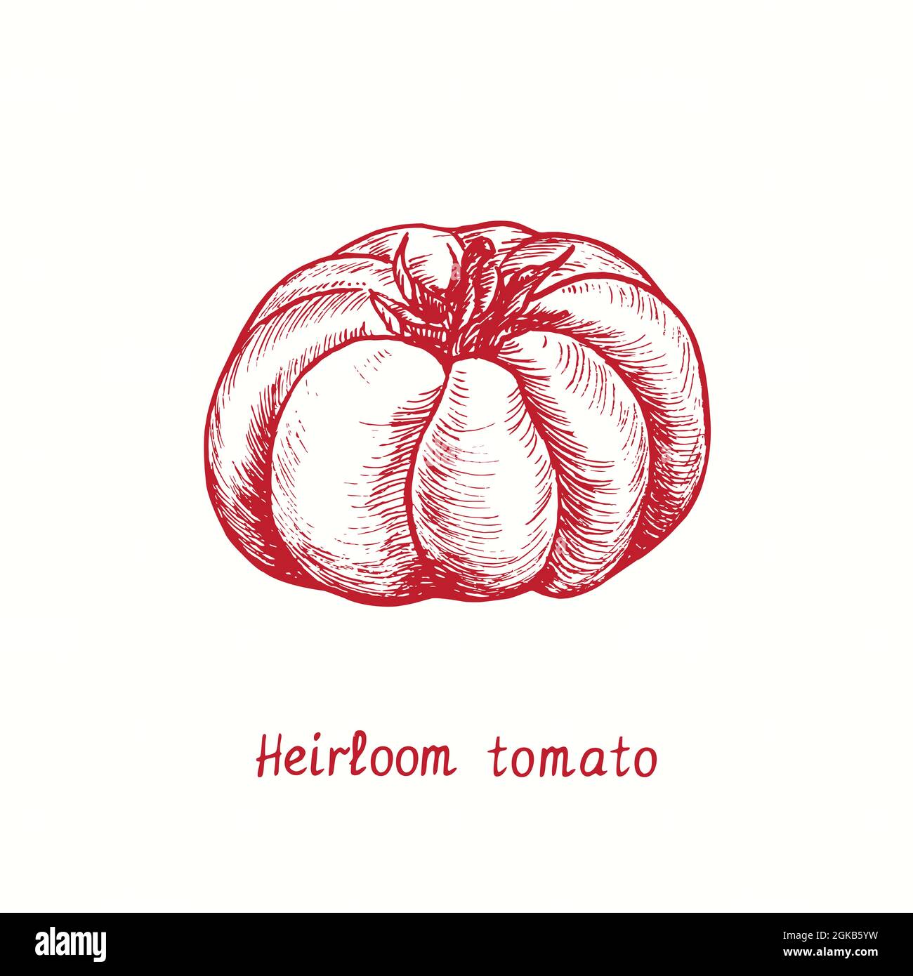 Heirloom tomato. Ink black and white doodle drawing in woodcut style ...