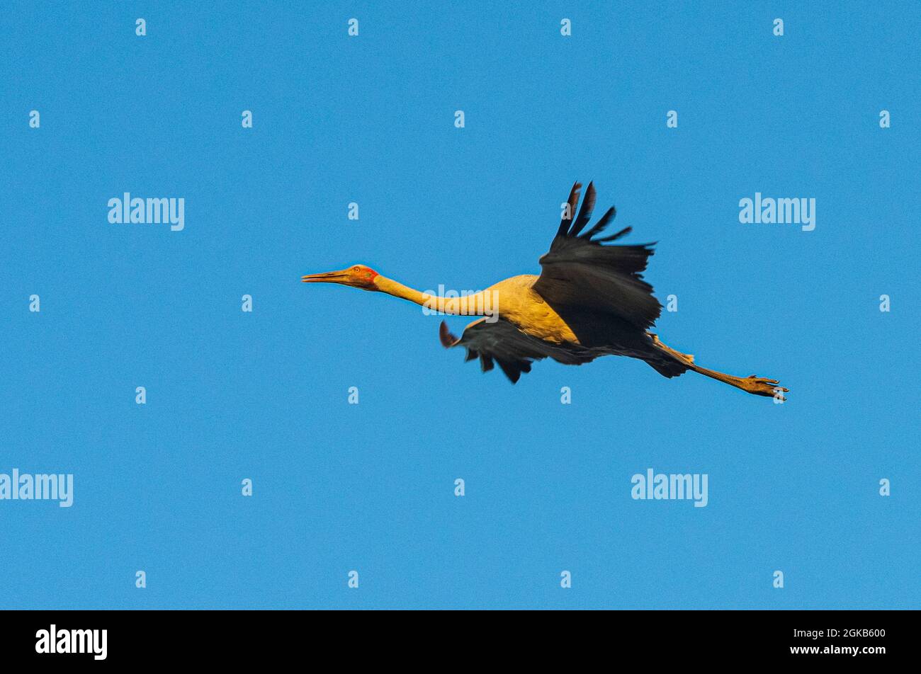 Brolga (Grus rubicunda) in flight against blue sky, Mornington Wildlife ...