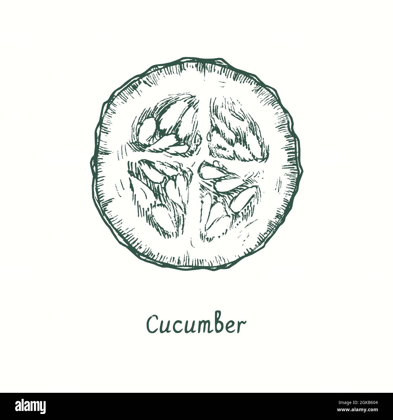 Cucumber cut slice. Ink black and white doodle drawing in woodcut style ...