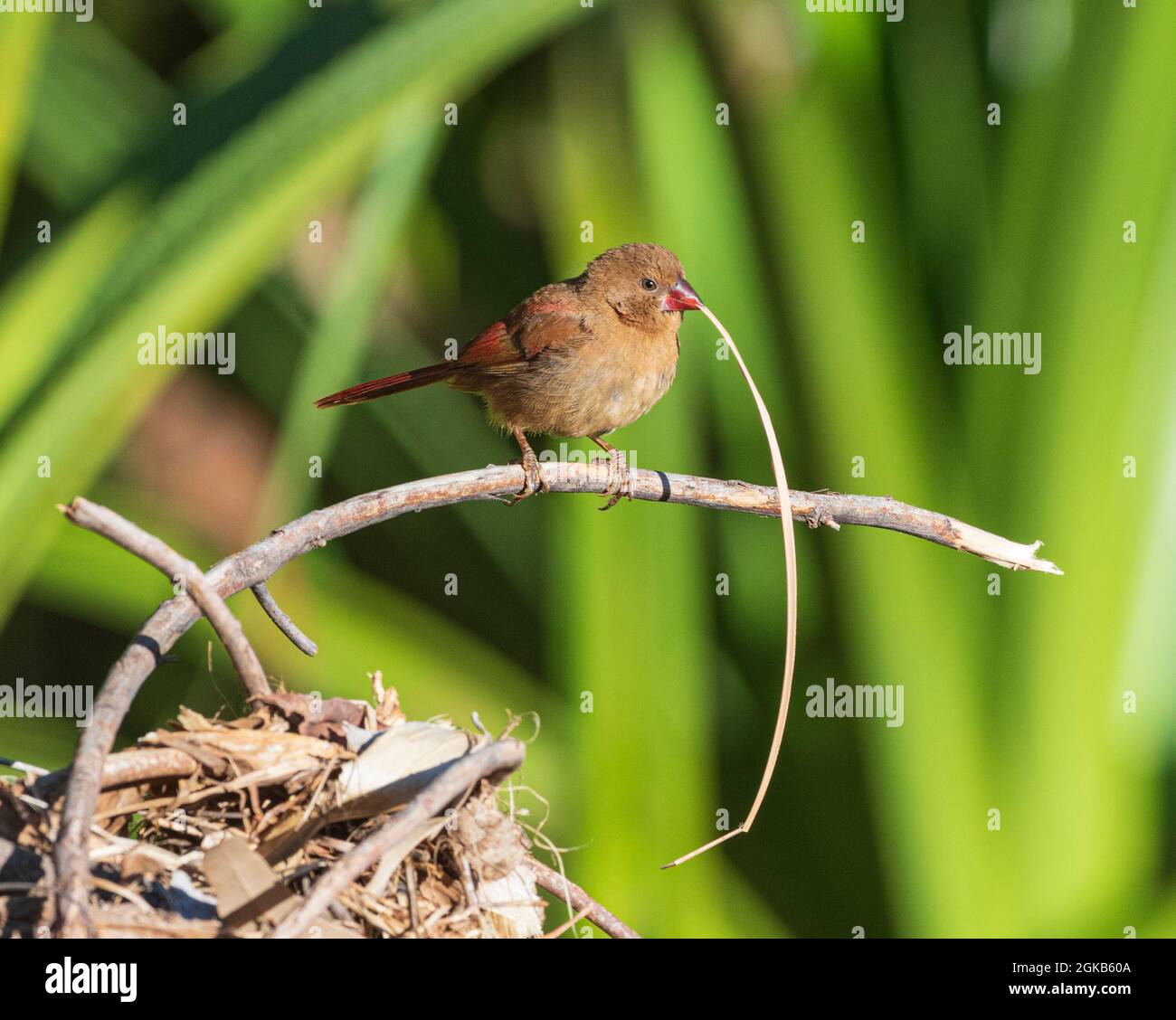 Crimson finches hi-res stock photography and images - Alamy