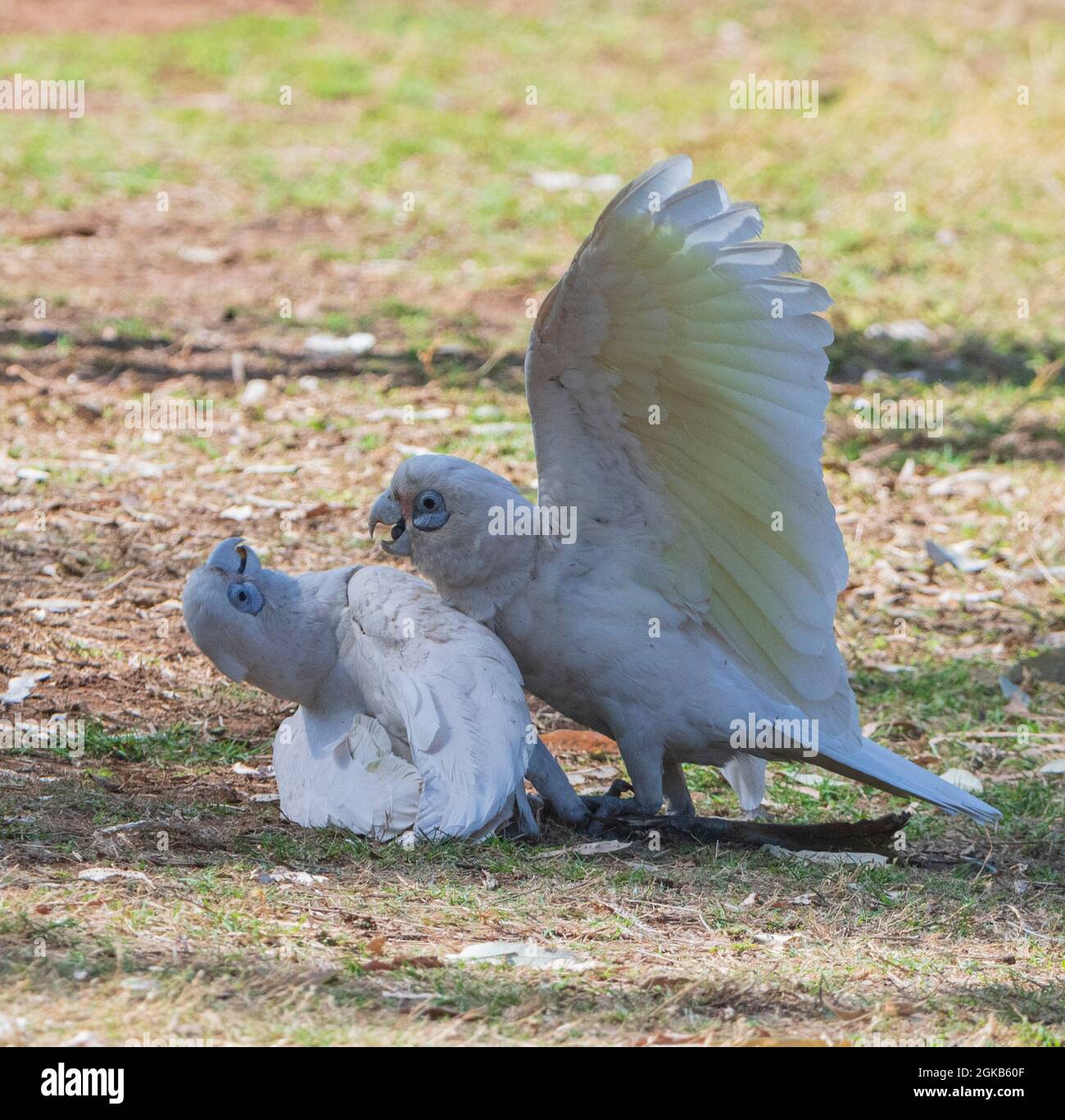 Little Corellas (Cacatua pastinator) play fighting, Mornington Wildlife ...