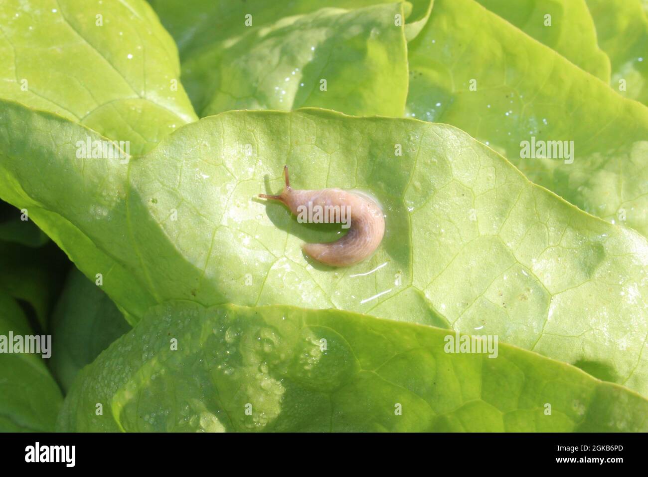 Hedgehog arion hi-res stock photography and images - Alamy
