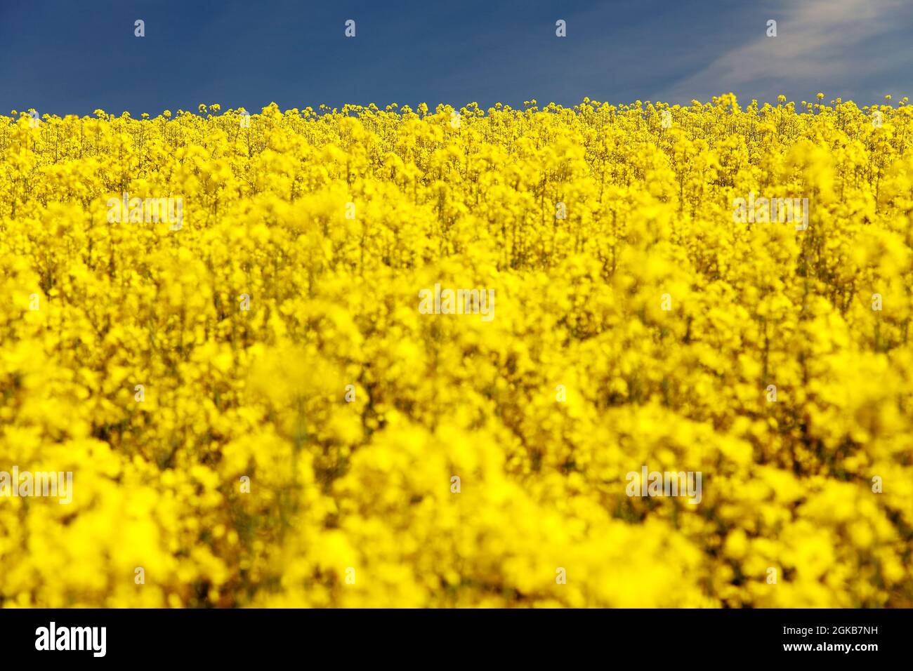 field of rapeseed - plant for green energy Stock Photo - Alamy