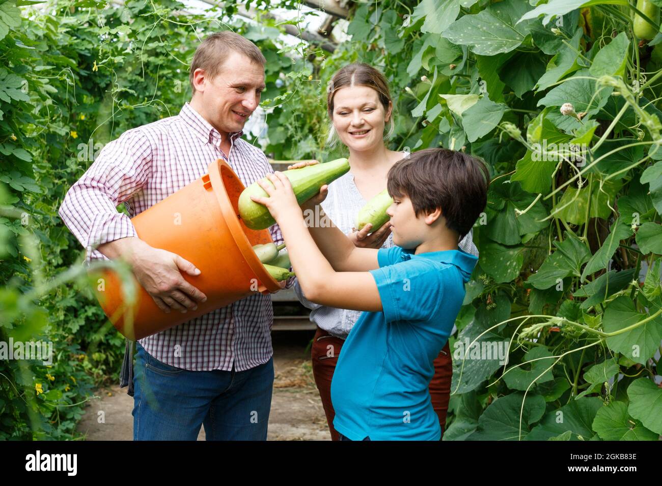 Family of three gathering crop of zucchini Stock Photo - Alamy