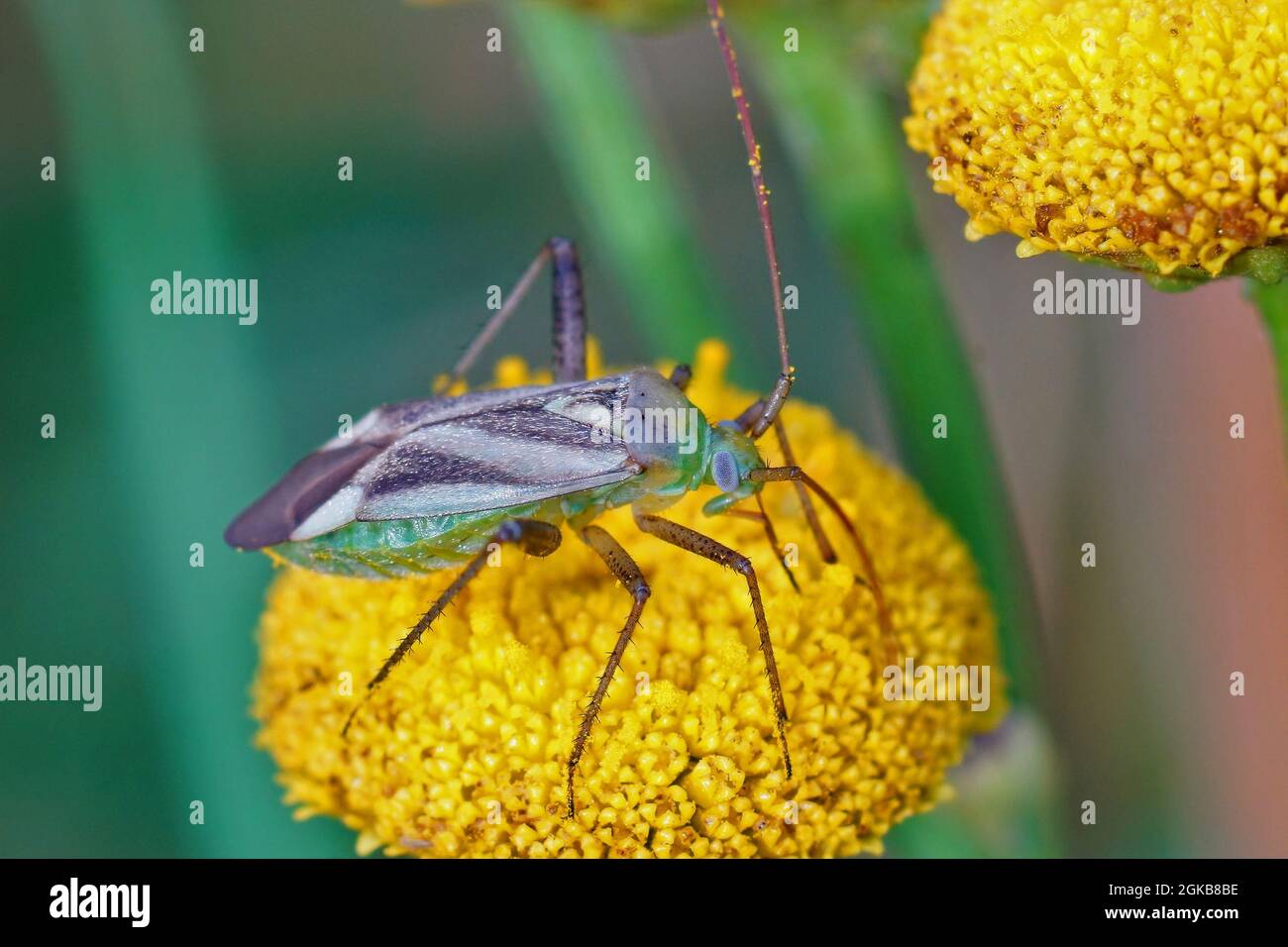 Closeup on the Lucerne or alfalfa plant bug, Adelphocoris lineo Stock ...