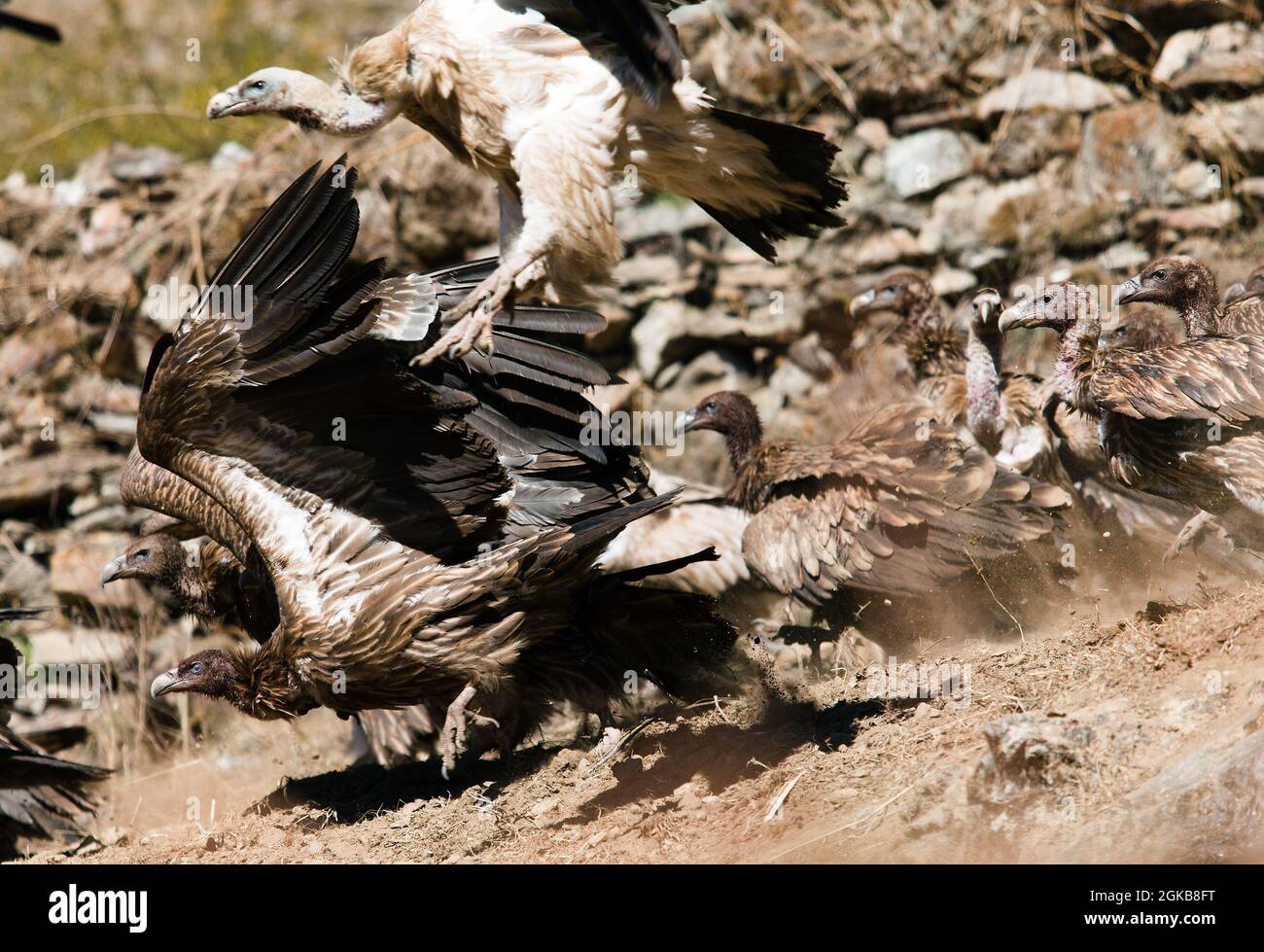 Old World Vultures Stock Photo - Alamy