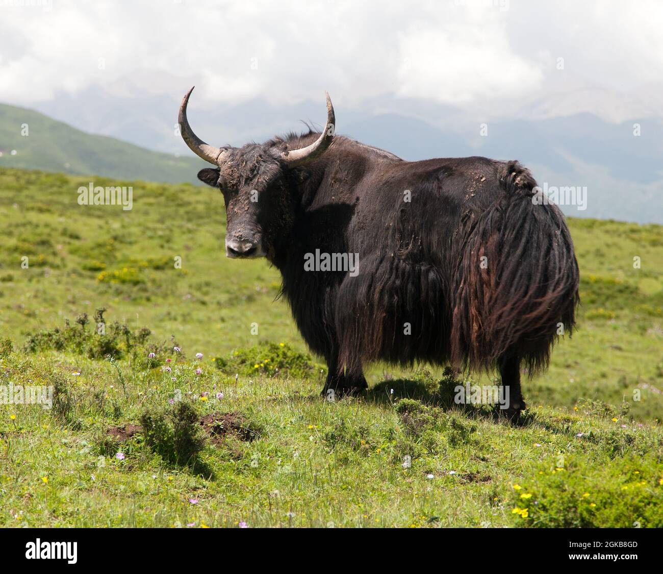 Group of Yaks - bos grunniens or bos mutus - in Langtang valley - Nepal ...