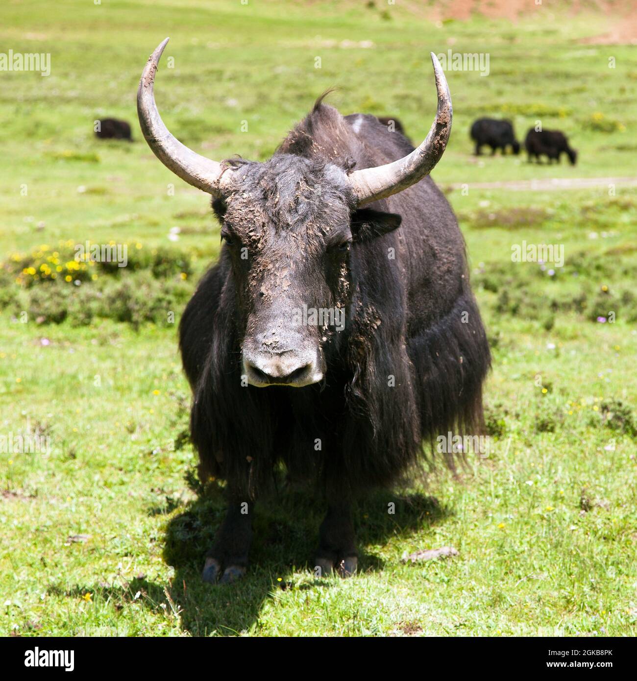 Group of Yaks - bos grunniens or bos mutus - in Langtang valley - Nepal ...