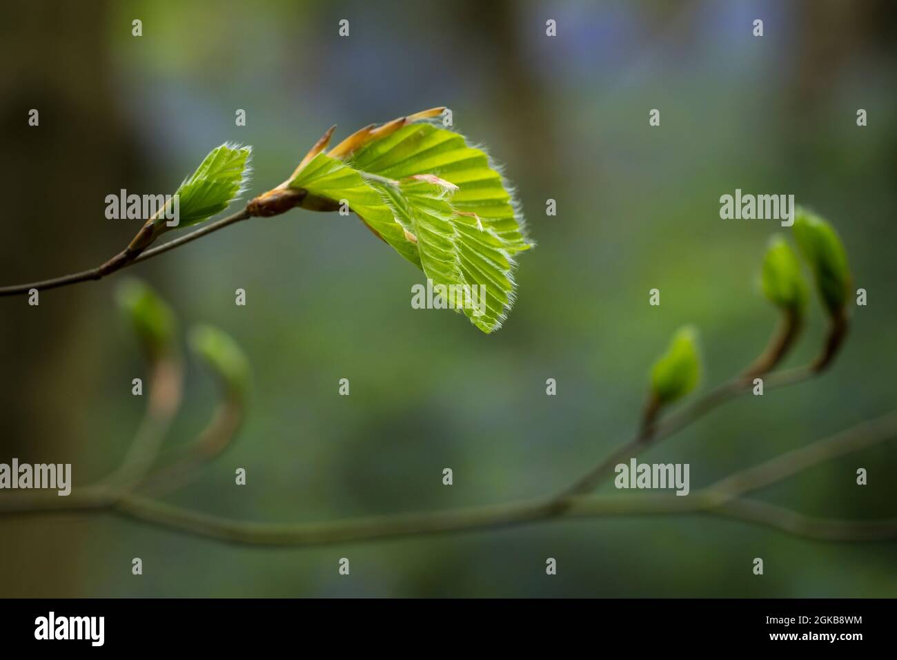 Young beech leaves hi-res stock photography and images - Alamy