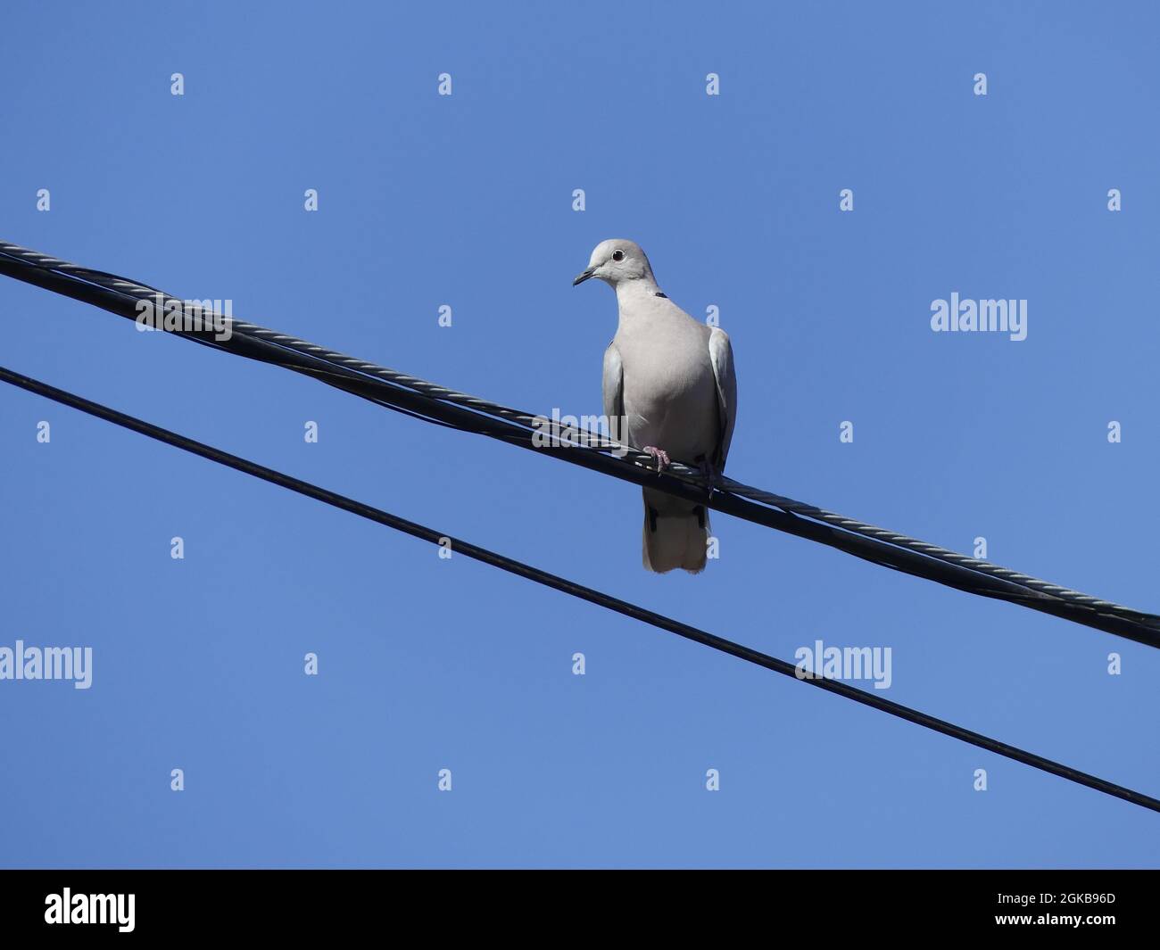 Cloud dove hi-res stock photography and images - Alamy