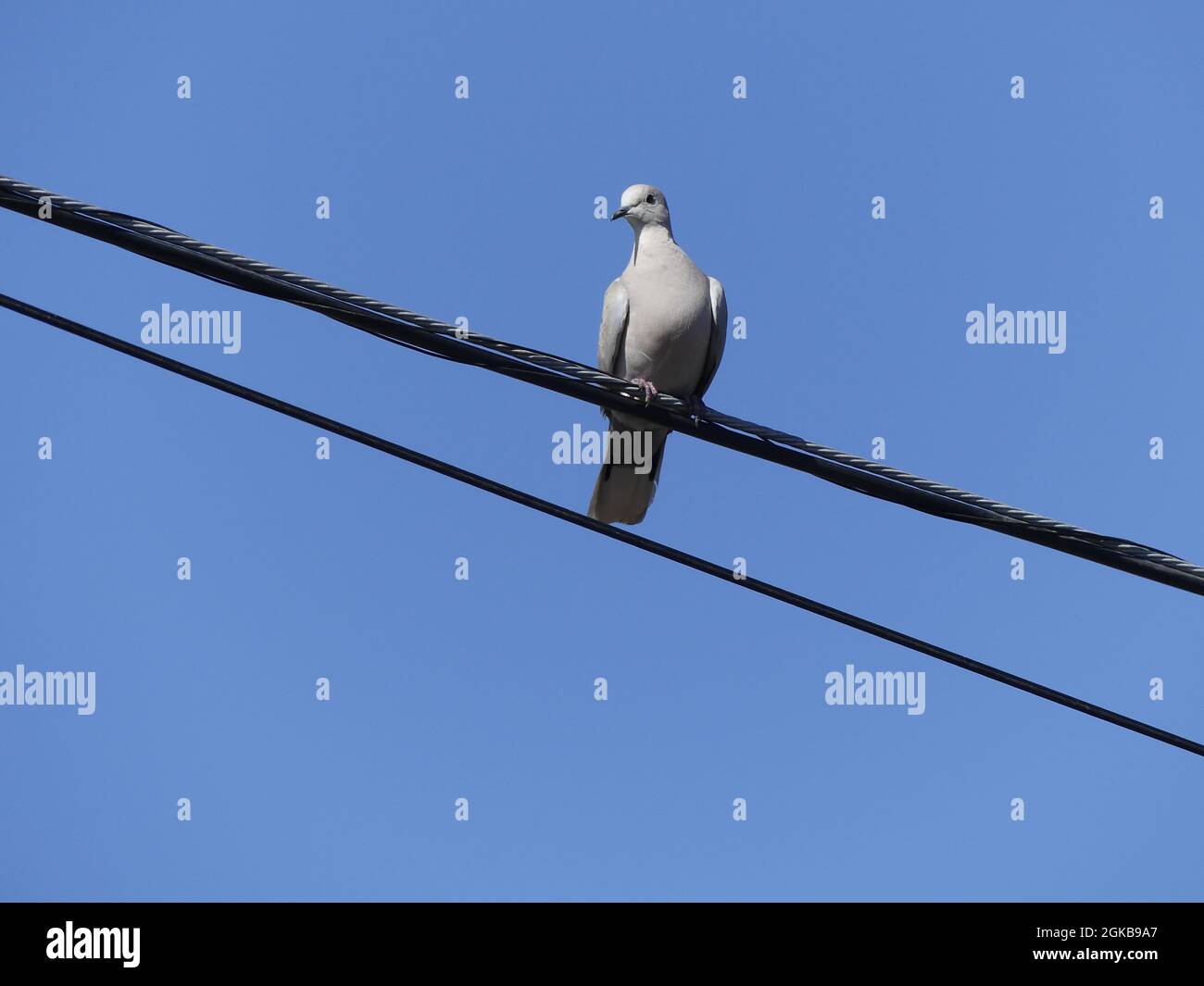 Dove line hi-res stock photography and images - Alamy