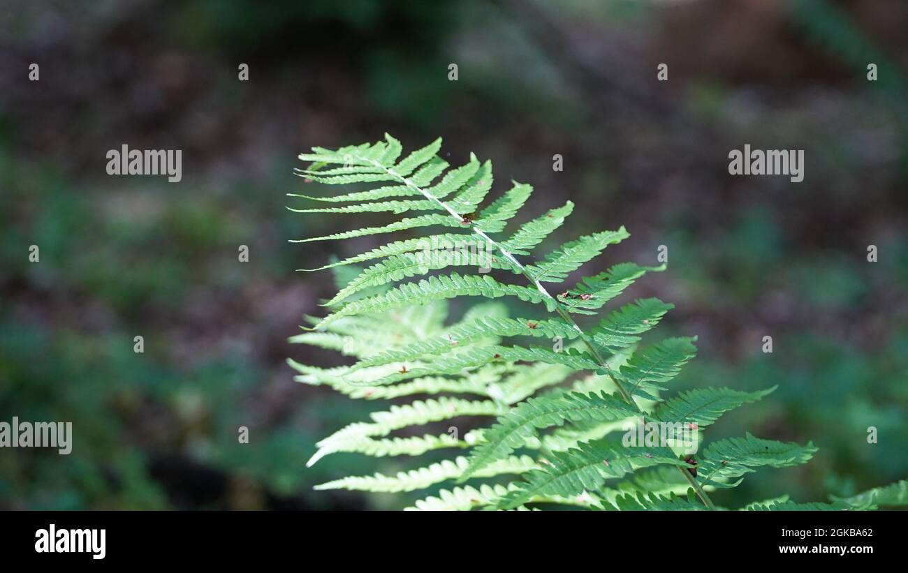 Bonn Germany June 2021 Fern in forest against green background in ...