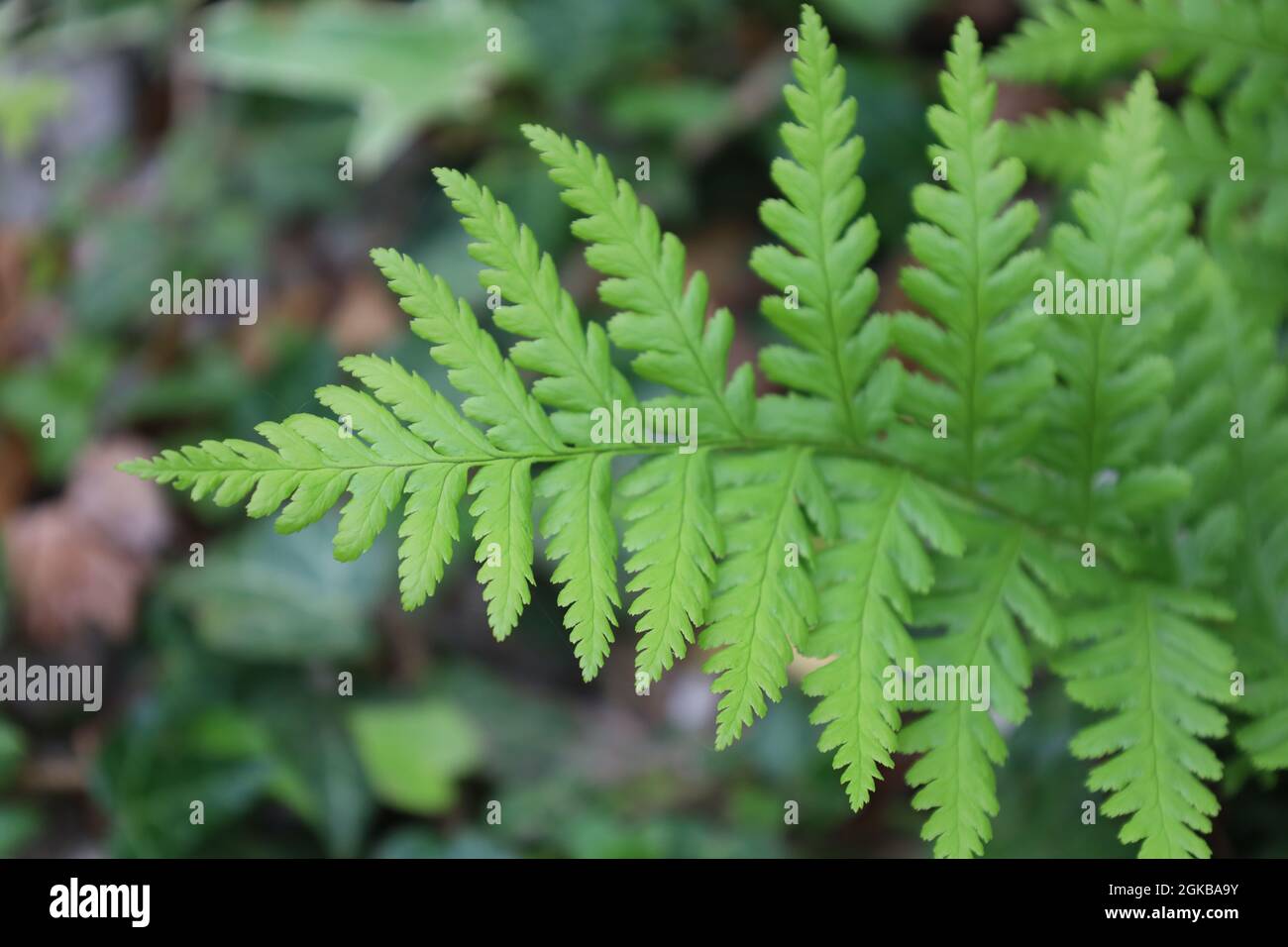 Bonn Germany June 2021 Fern in forest against green background in ...