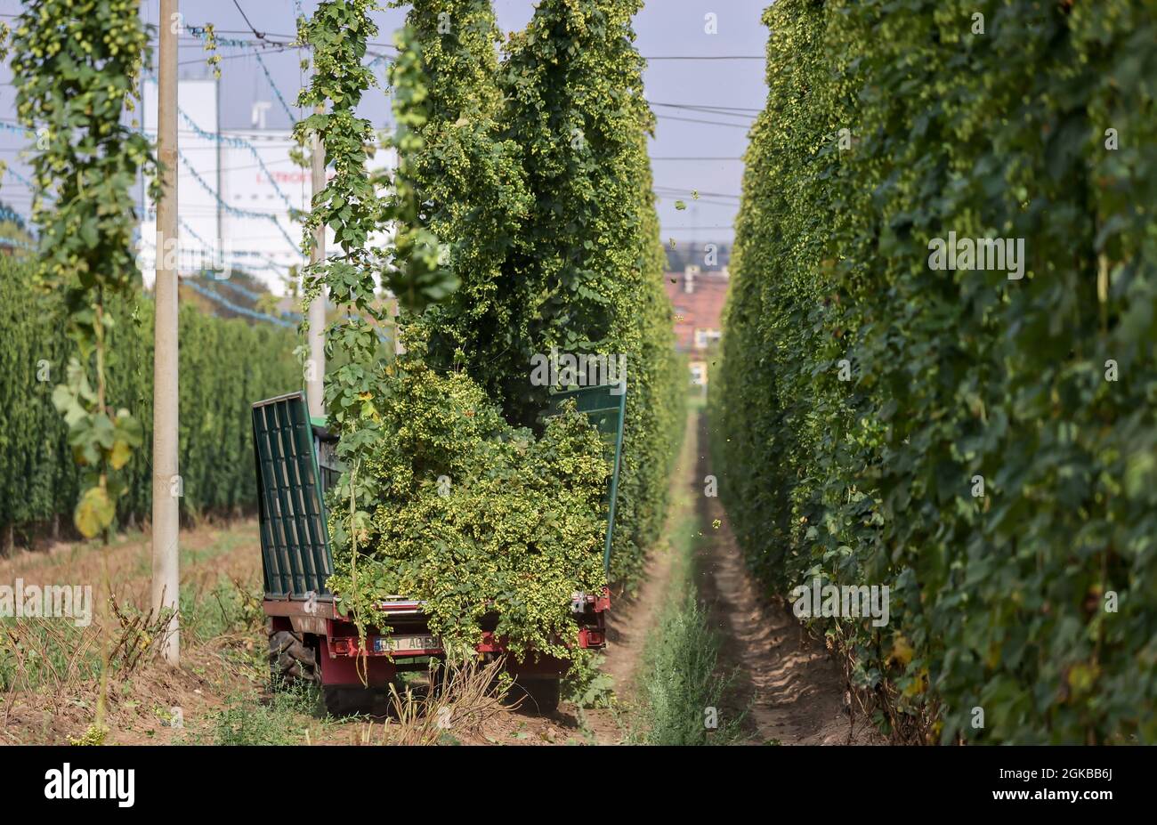Hop harvesting hi-res stock photography and images - Alamy