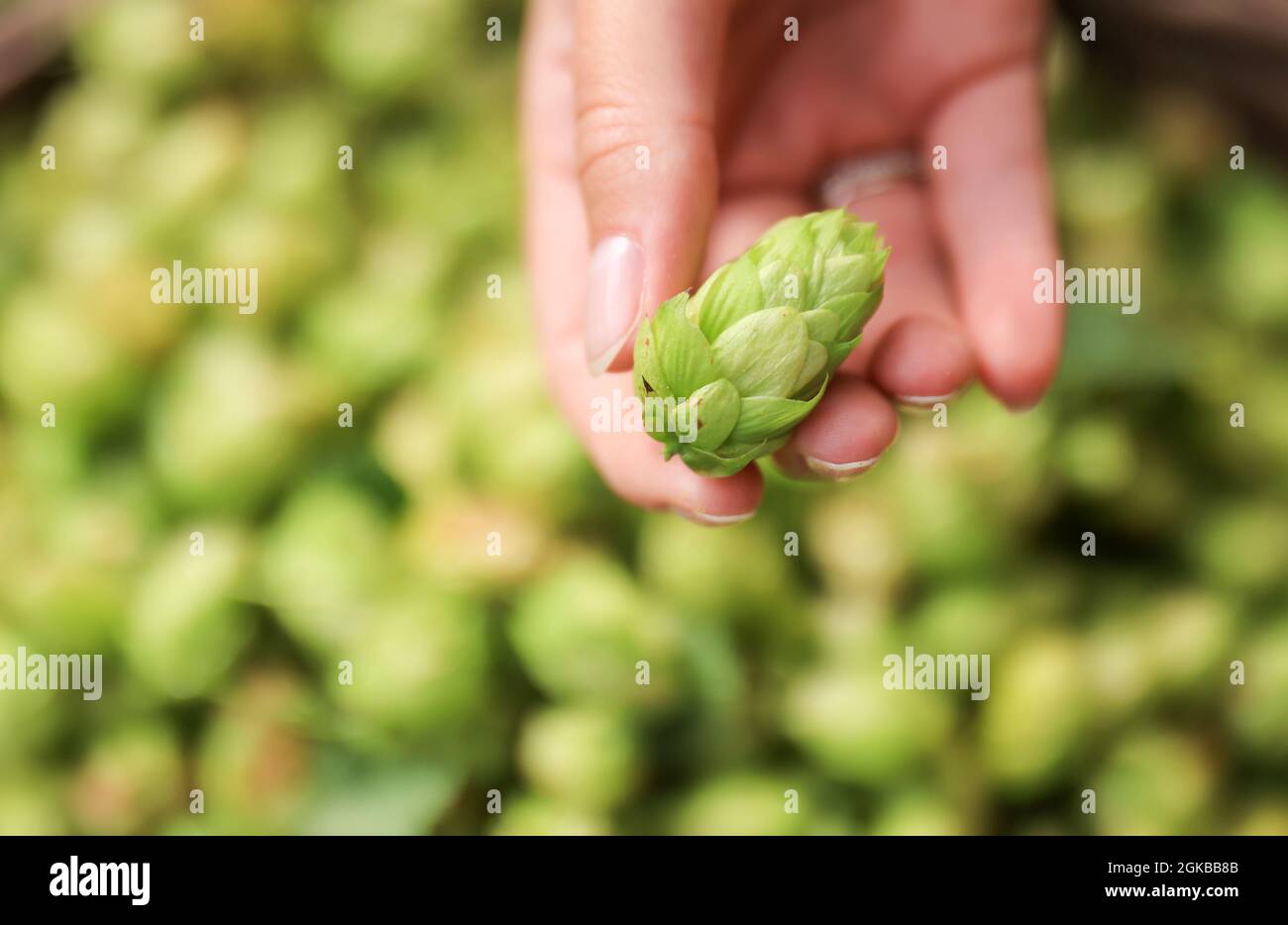 Hop harvesting hi-res stock photography and images - Alamy
